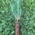 10 Longleaf Pine Seedlings - Etsy