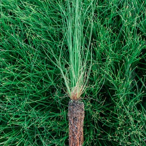 200 Longleaf Pine Seedlings - Etsy