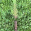 10 Longleaf Pine Seedlings - Etsy