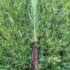 10 Longleaf Pine Seedlings - Etsy