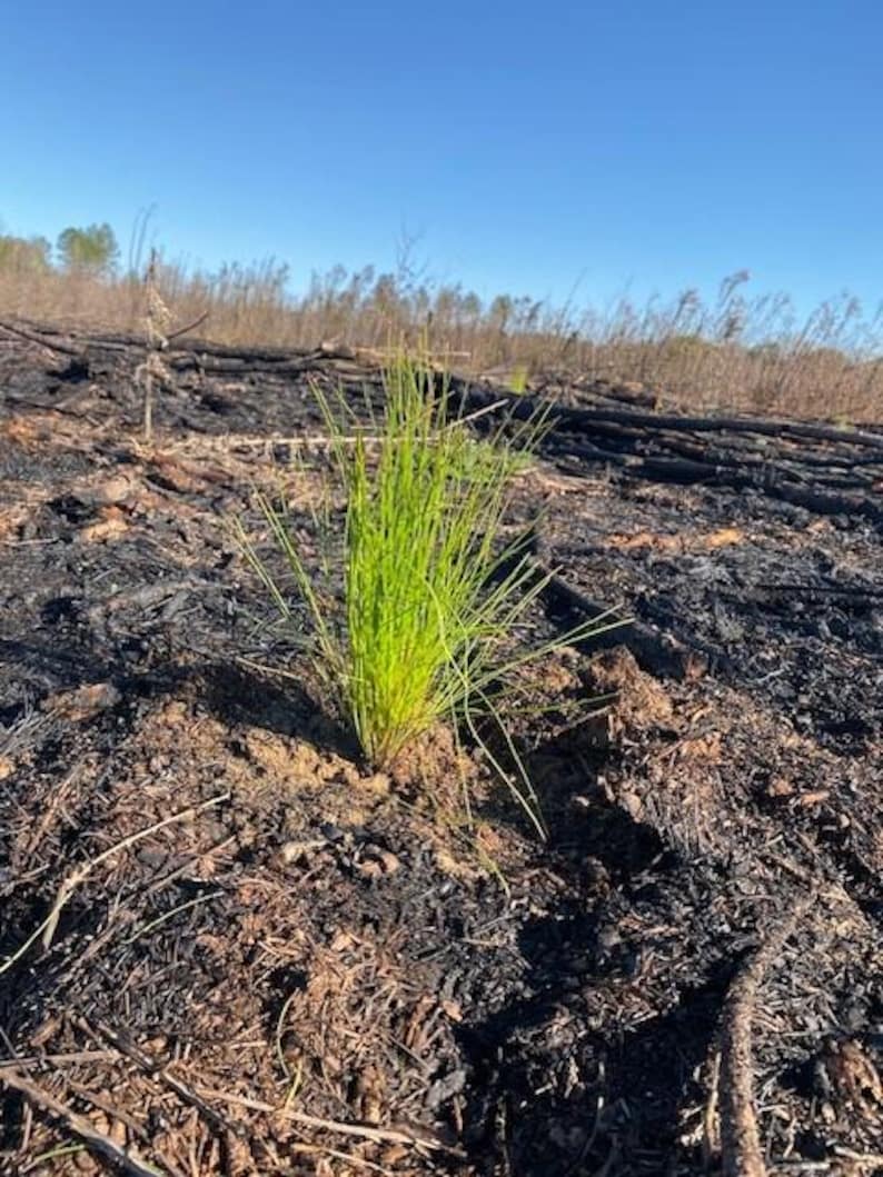 200 Longleaf Pine Seedlings - Etsy