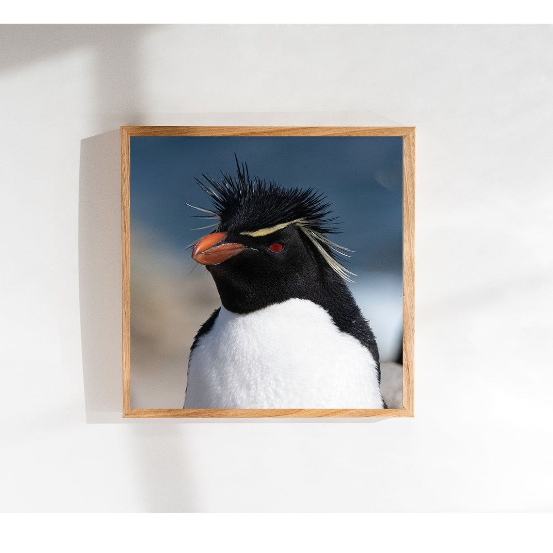 Rockhopper Penguin Frontal - Antarctica Wildlife Gift - Penguin Print ...
