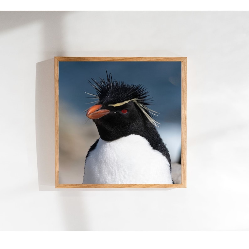 Rockhopper Penguin Frontal - Antarctica Wildlife Gift - Penguin Print ...