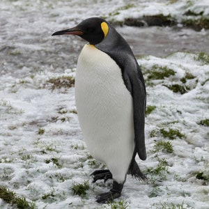 King Penguin - Antarctica Wildlife Gift - Penguin Print - Digital ...