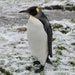 King Penguin Antarctica Wildlife Gift Penguin Print Digital Printable ...