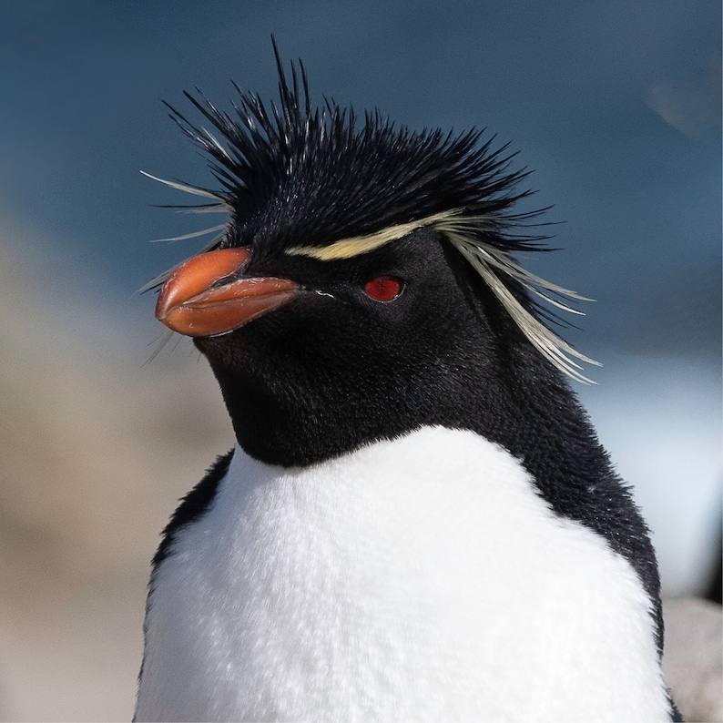 Rockhopper Penguin Frontal - Antarctica Wildlife Gift - Penguin Print ...