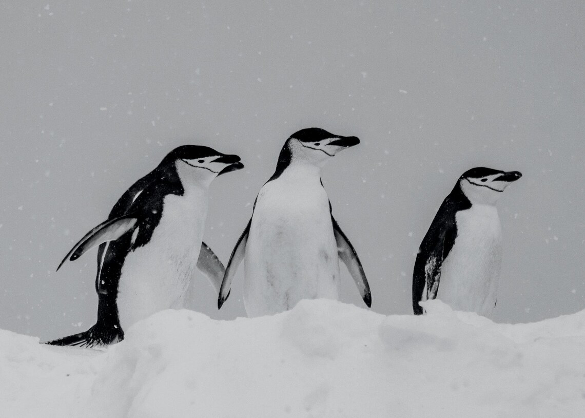 Chinstrap Penguins - Antarctica Wildlife Gift - Penguin Print - Digital ...