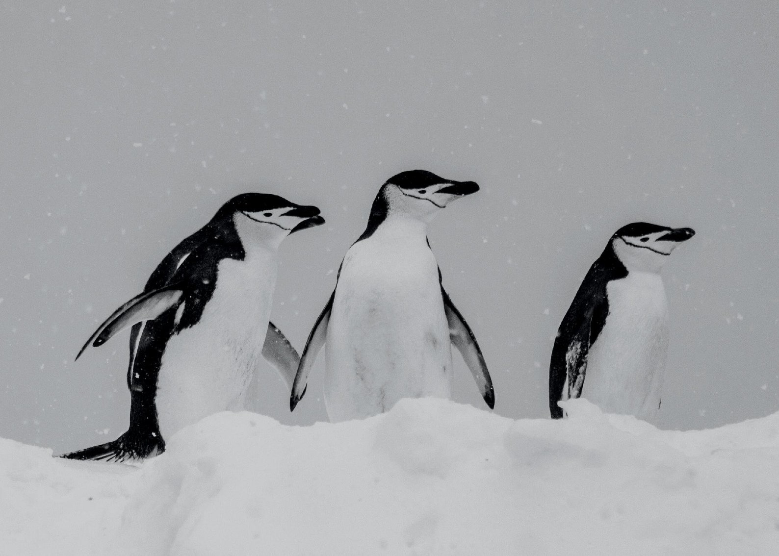 Chinstrap Penguins - Antarctica Wildlife Gift - Penguin Print - Digital ...