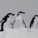 Chinstrap Penguins - Antarctica Wildlife Gift - Penguin Print - Digital ...