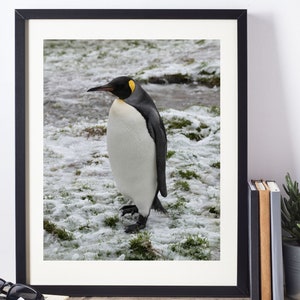 King Penguin - Antarctica Wildlife Gift - Penguin Print - Digital ...