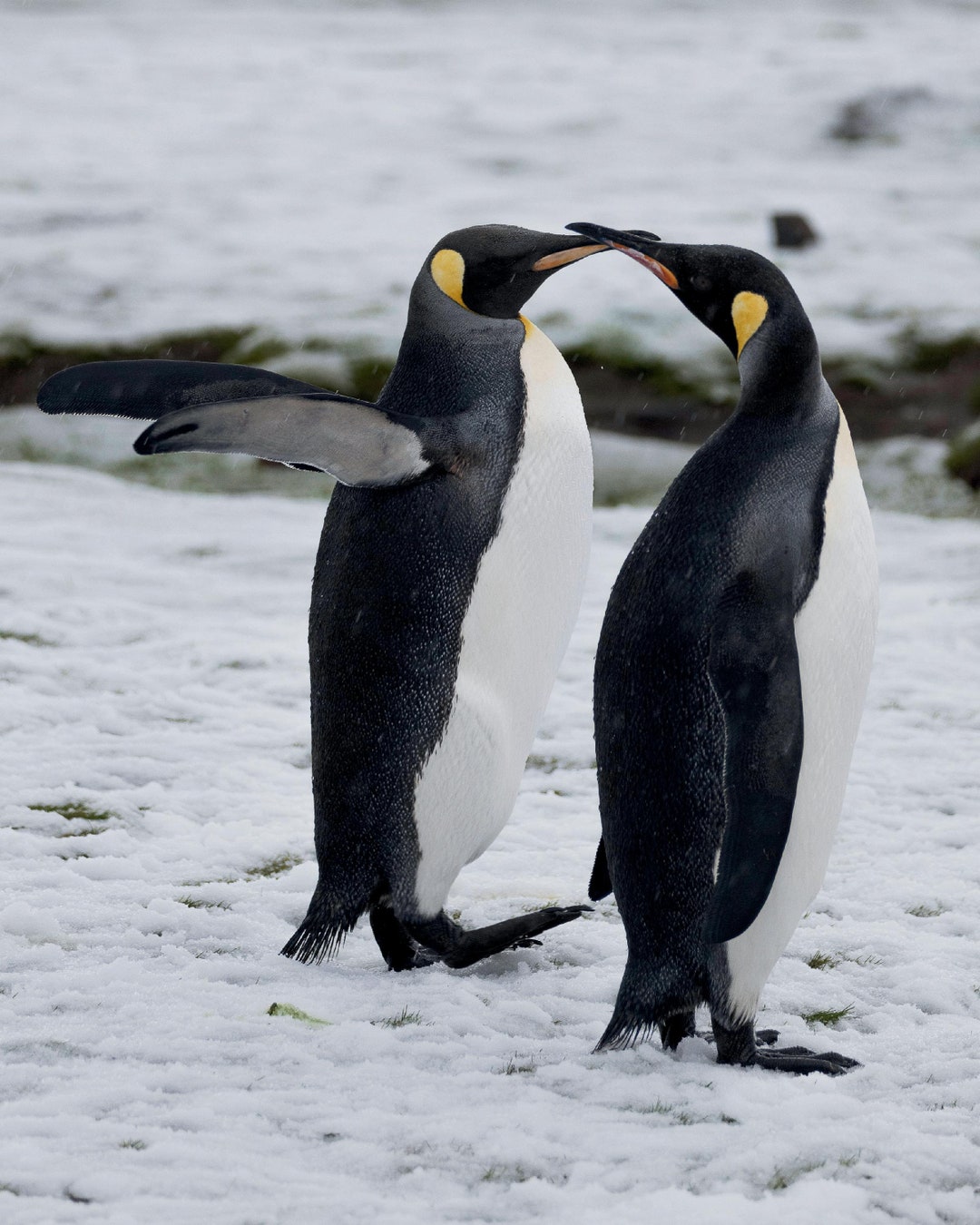 King Penguins - Antarctica Wildlife Gift - Penguin Print - Digital ...