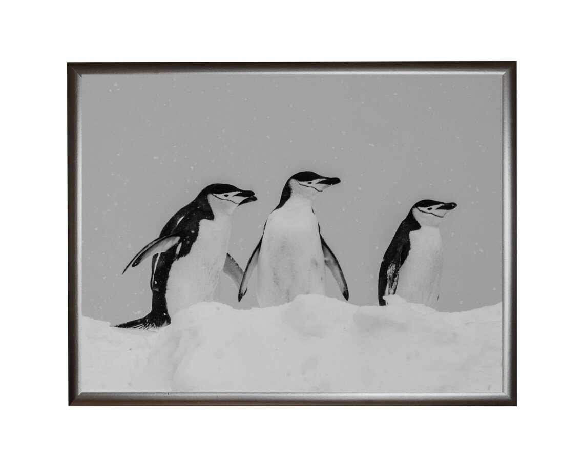 Chinstrap Penguins - Antarctica Wildlife Gift - Penguin Print - Digital ...