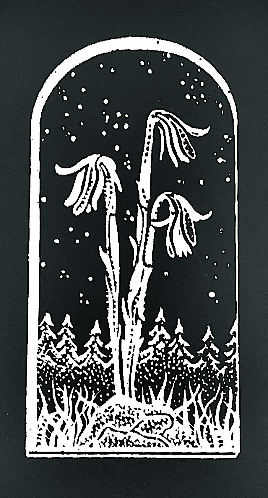 Ghost Pipes Art Print Screenprint Mushrooms Flowers Black and White 5x7 ...