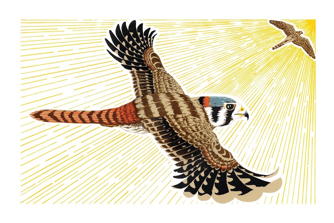 Bird Print, Queer Bird Poster Print, Kestrels - Etsy