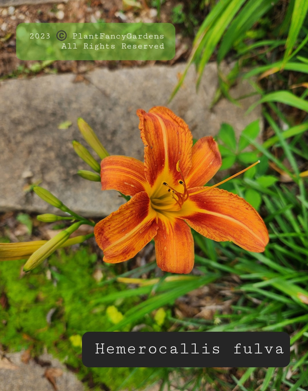 Hemerocallis Fulva, Ditch Lily, Orange Daylily, Tawny Daylily, 6 ...