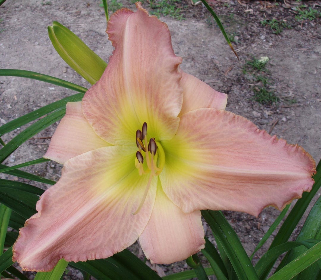Small World It's My Party Daylily - Etsy
