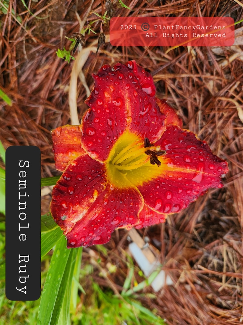Seminole Ruby Daylily - Etsy