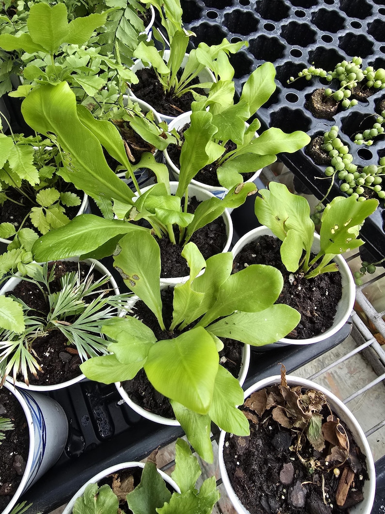 Asplenium Nidus 'bird's Nest' Fern - Etsy