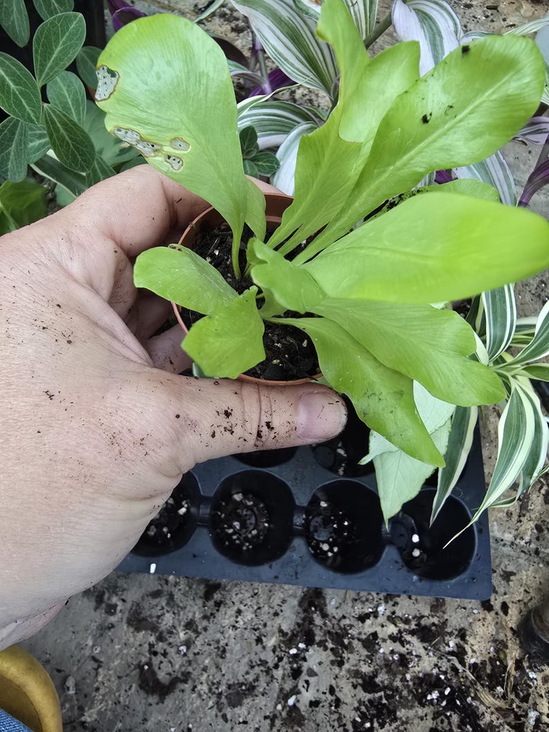Asplenium Nidus 'bird's Nest' Fern - Etsy
