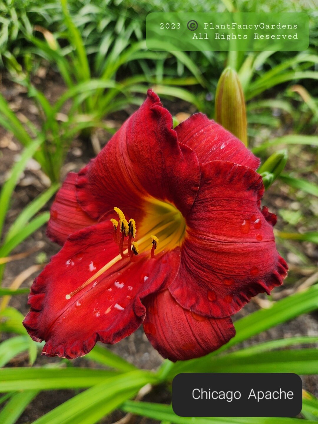 Chicago Apache Daylily - Etsy