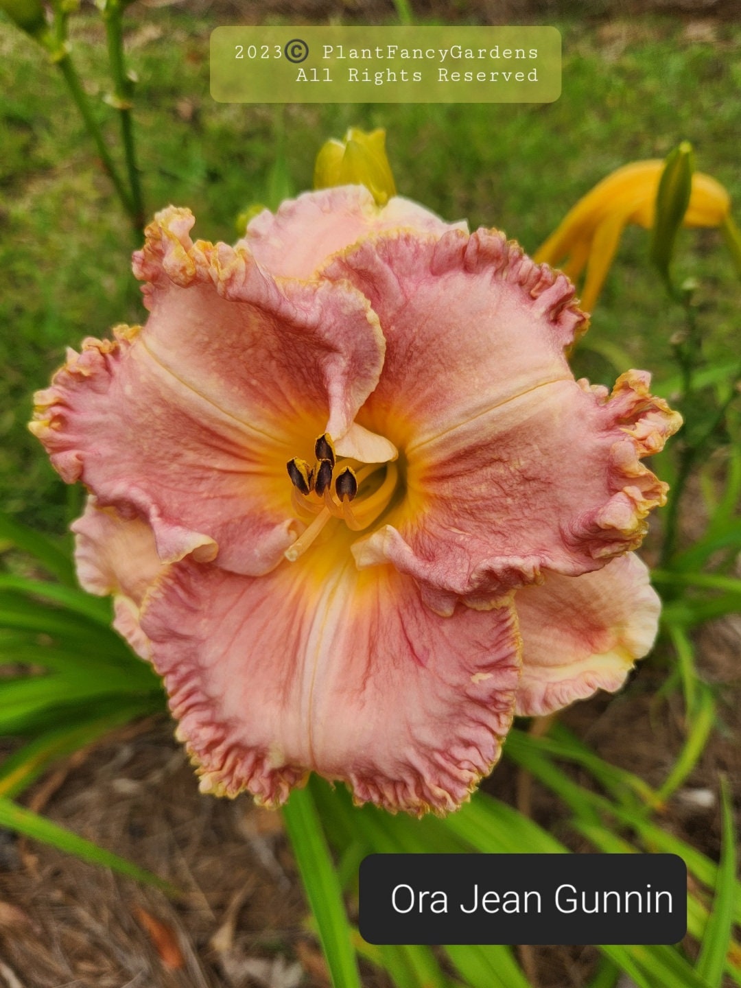 Ora Jean Gunnin Daylily, Pink With Gold Wire Edge - Etsy
