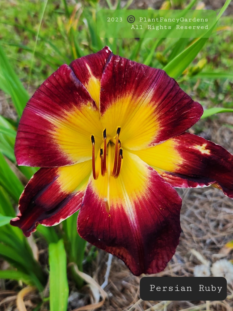 Persian Ruby Daylily - Etsy