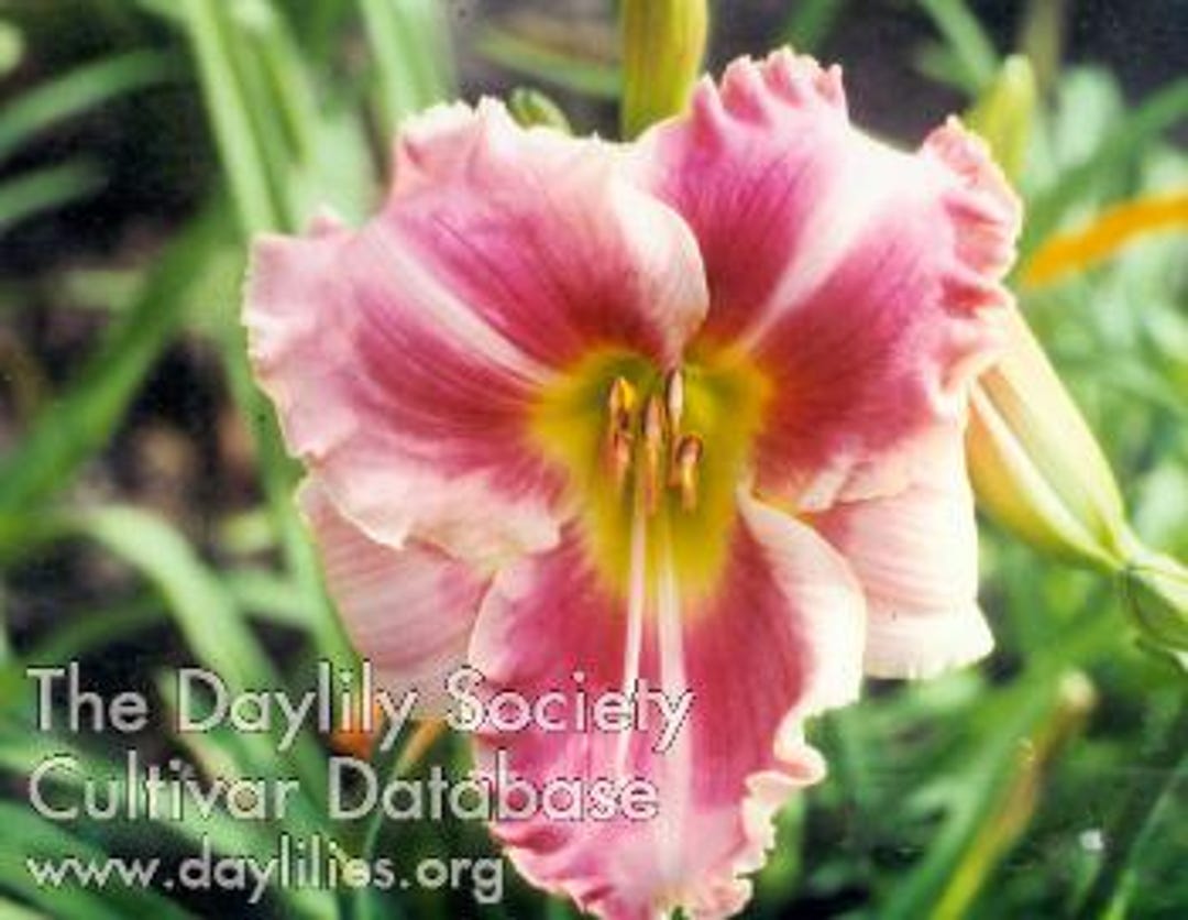 Madison Morning Daylily - Etsy