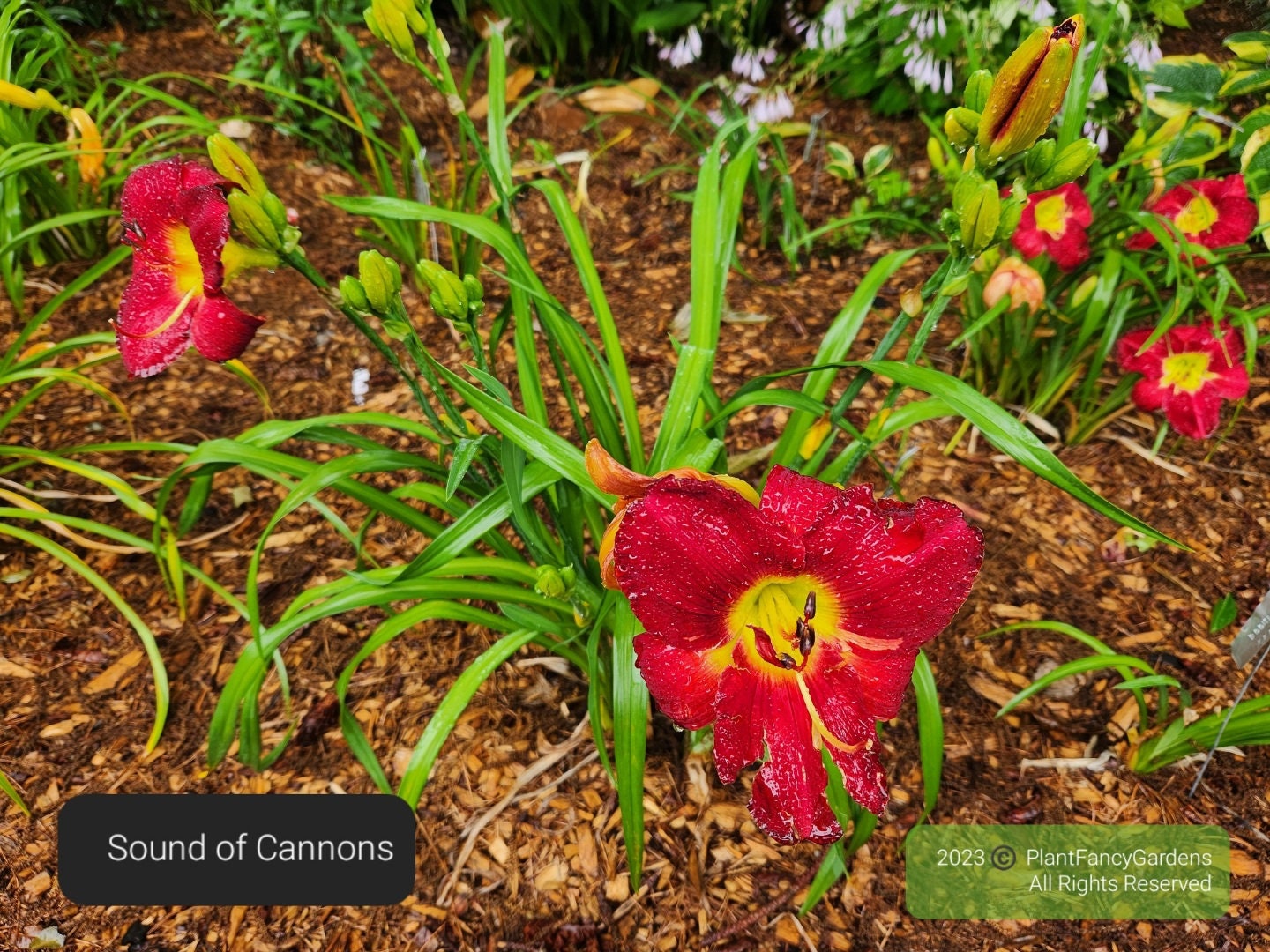 Sound of Cannons Daylily - Etsy
