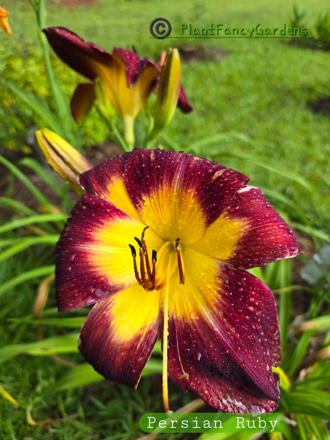 Persian Ruby Daylily - Etsy