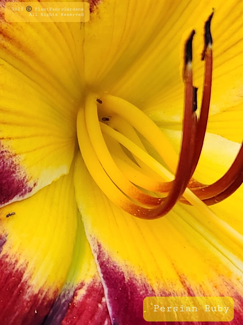 Persian Ruby Daylily - Etsy