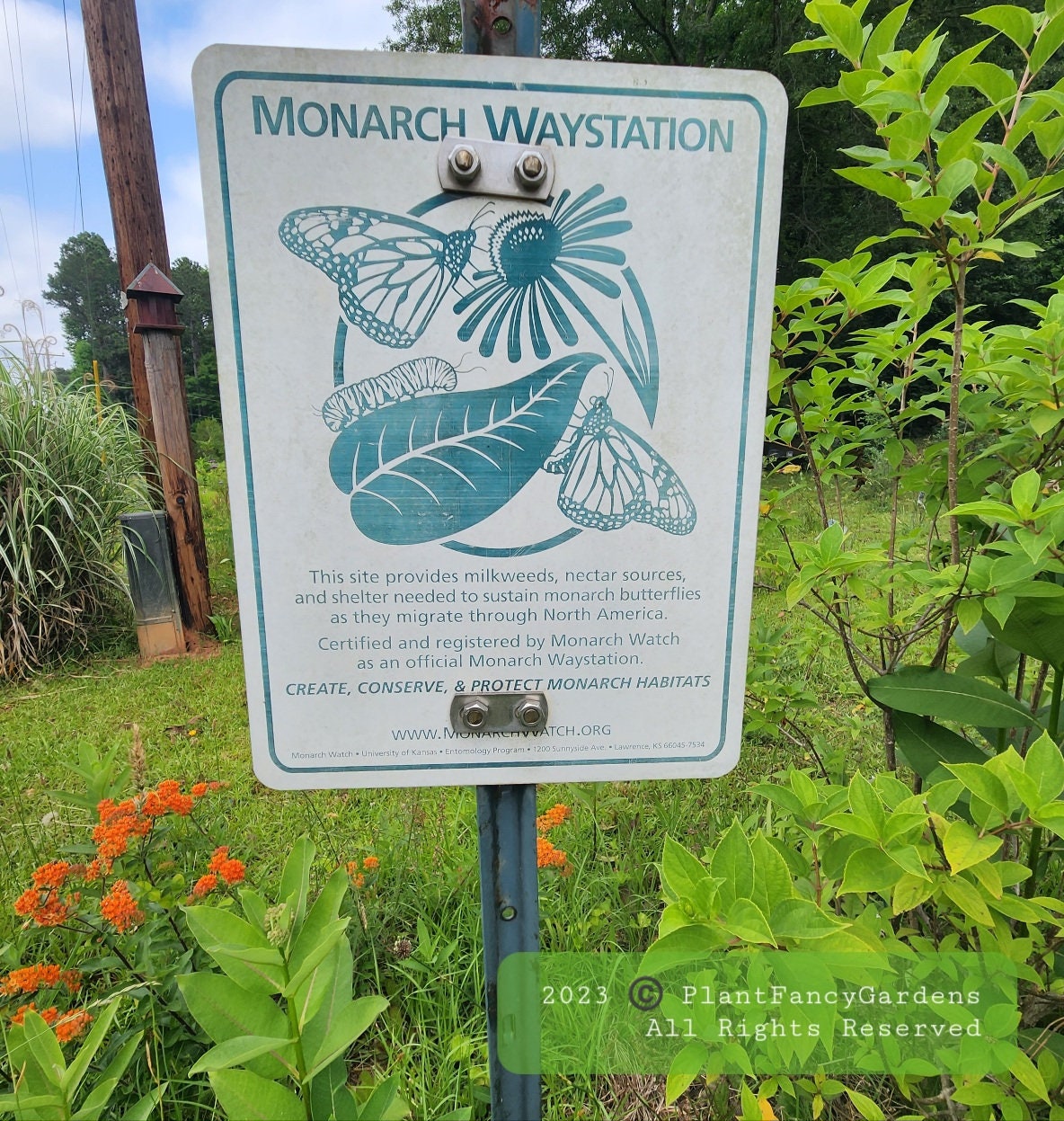 Chicago Apache Daylily - Etsy