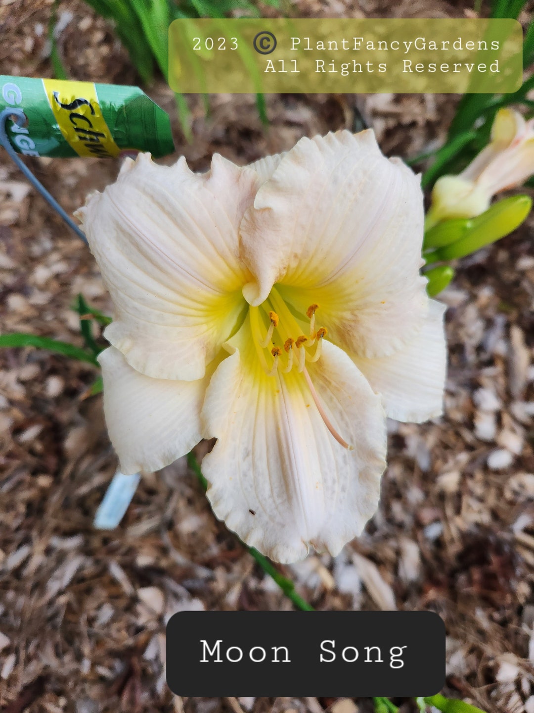 Moon Song Daylily - Etsy