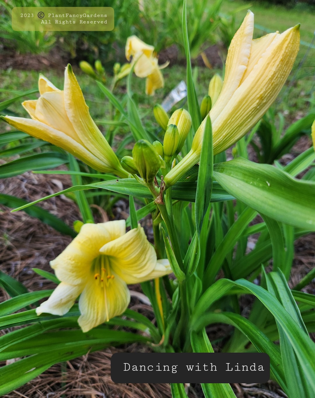 Dancing With Linda Daylily - Etsy