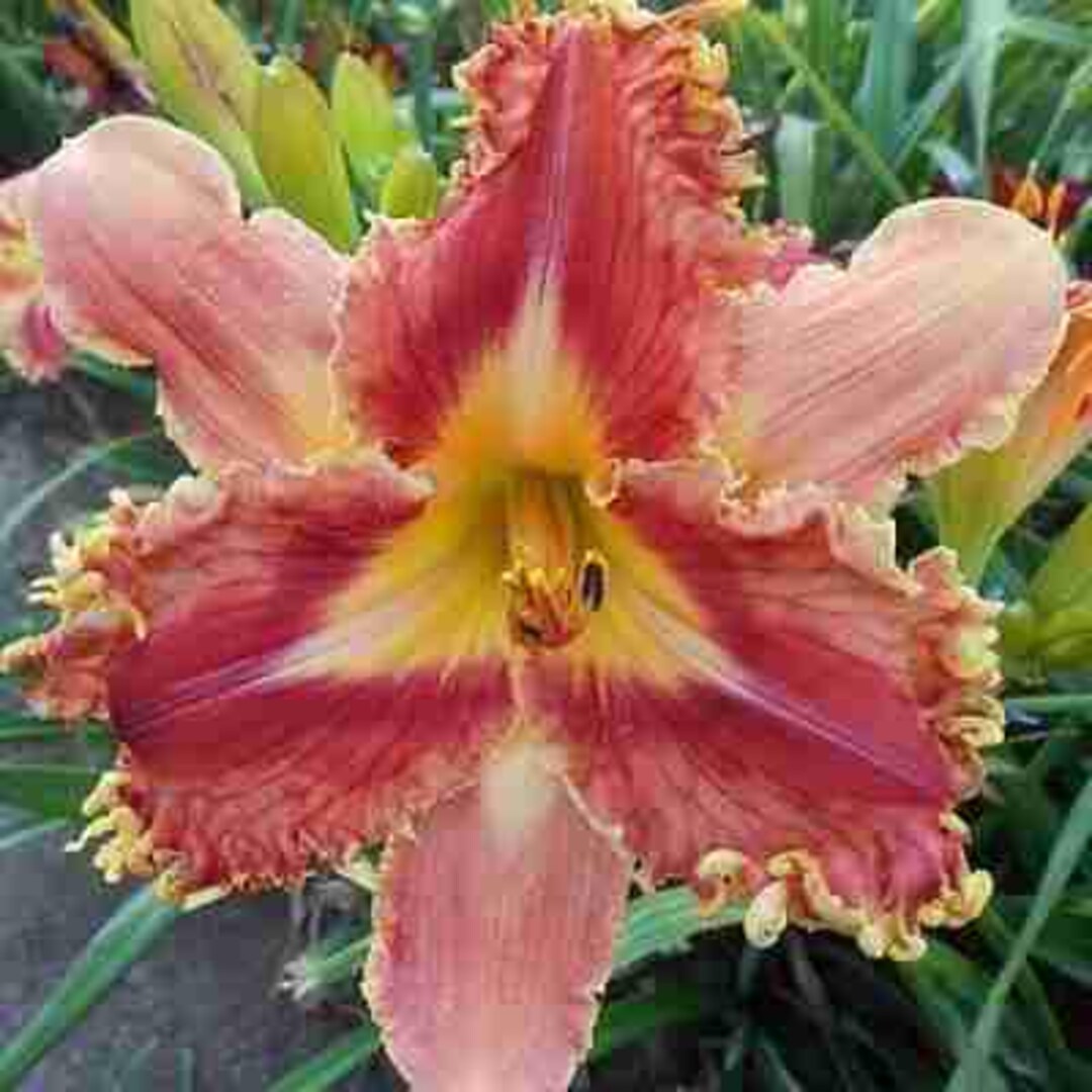 Triangular Magic Daylily - Etsy