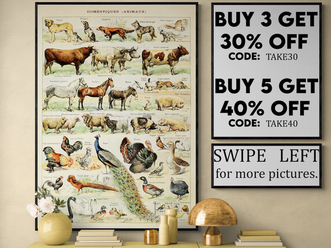 Animal Poster Art, Domestic Animals, Educational Diagram, Adolphe ...