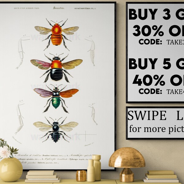 Antique Insect Print - Etsy