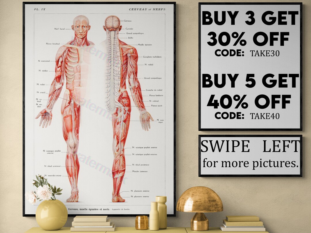 Vintage Illustration of the Human Body, Diagram Art Print, Vintage ...
