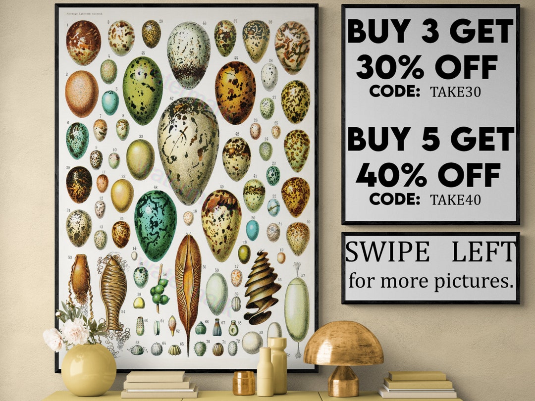 Vintage Egg Print Vintage Home Decorating Ornithology Prints Egg Poster ...