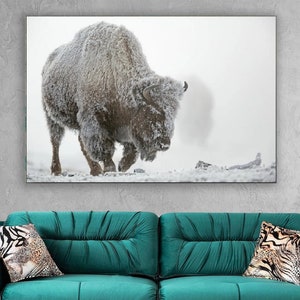 American Buffalo,in Snow,original Pictures,buffalo Wall Art,buffalo ...