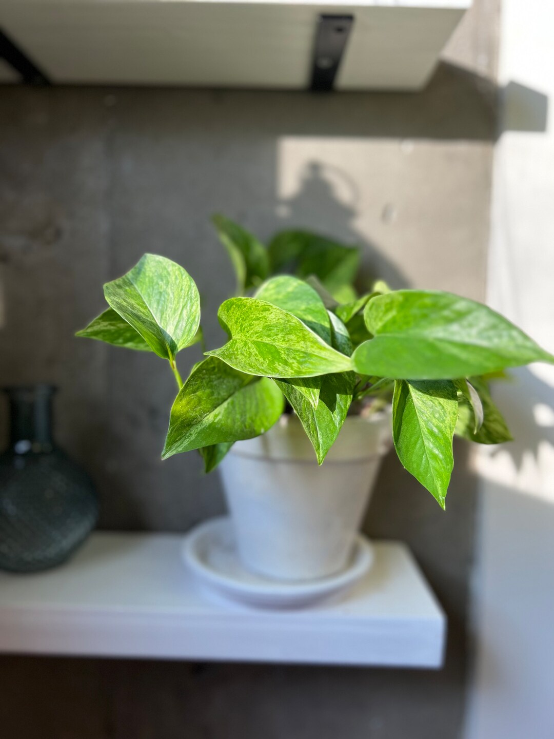 Jessenia Pothos: Epipremnum Aureum - Etsy