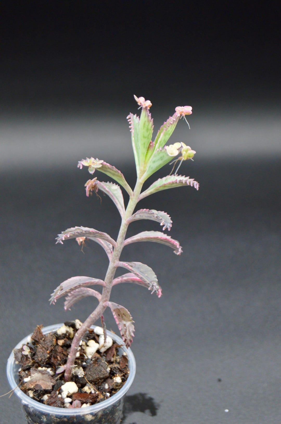 Variegated Mother of Millions - Etsy