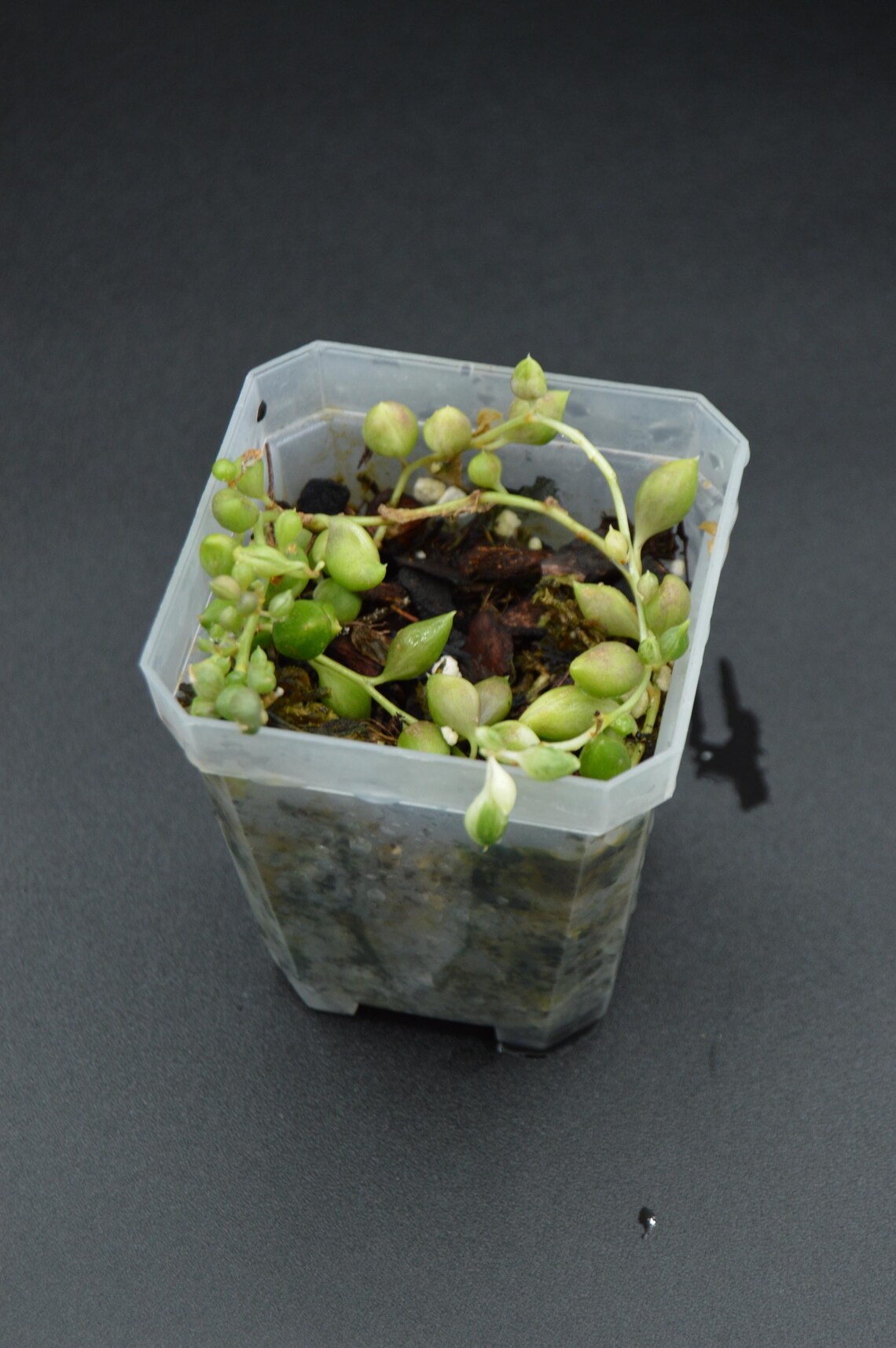 Variegated String of Pearls - Etsy