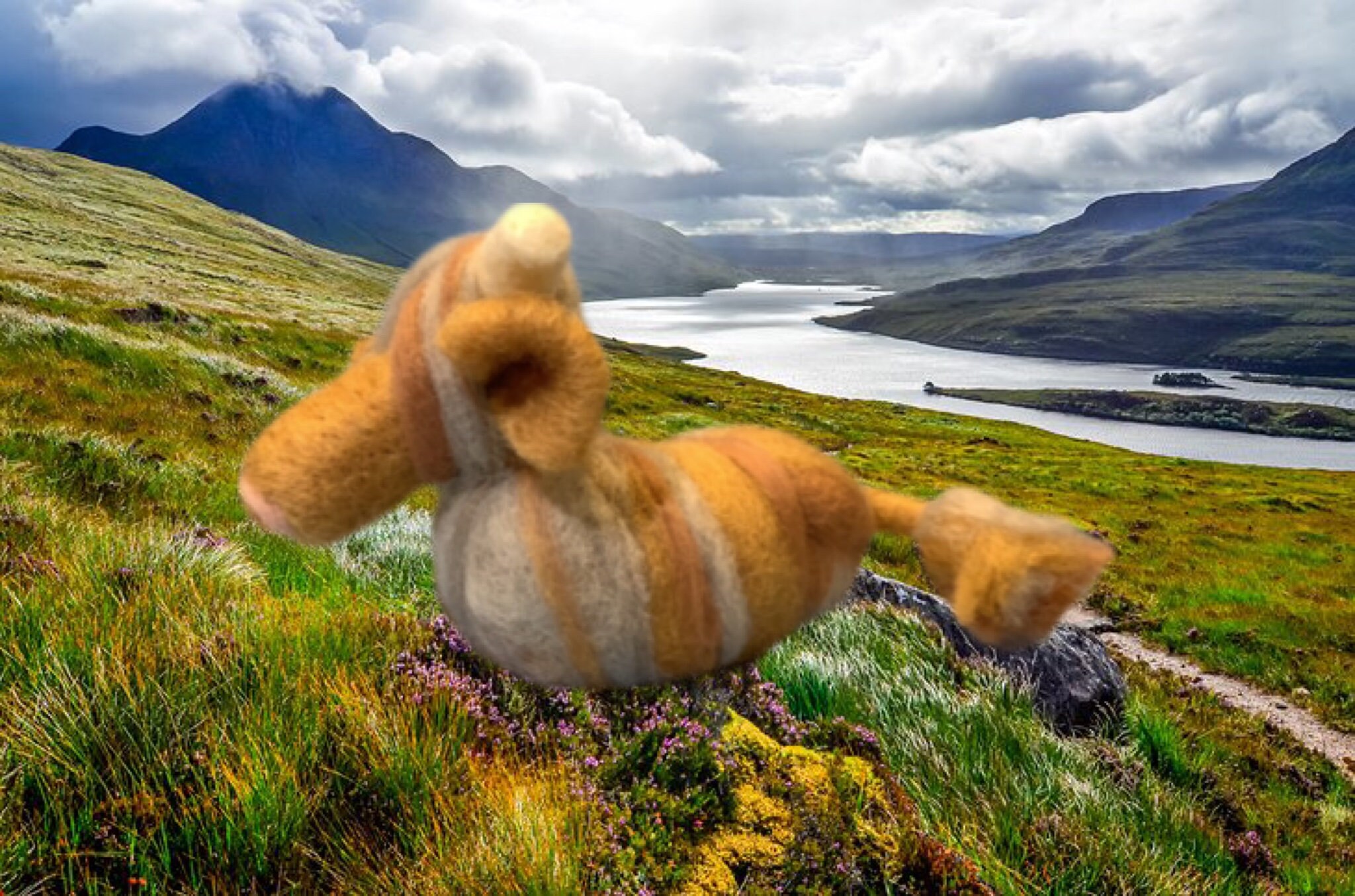 Scottish Highland Cow, Cattle, Scotland, Scottish, Bovine, Cow, Wooly ...