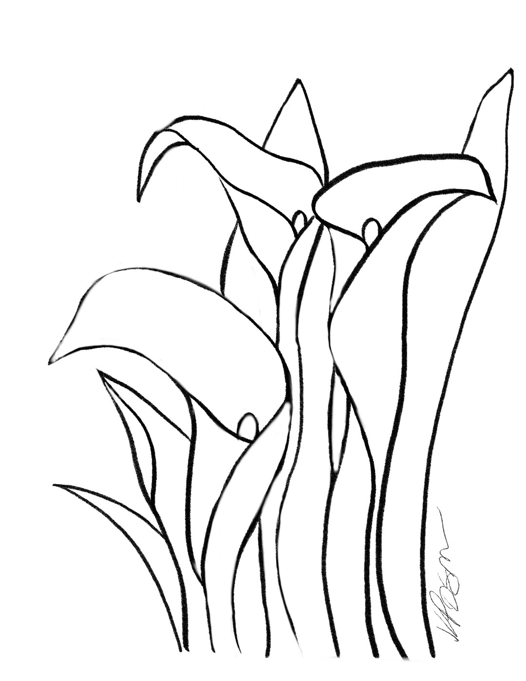 Cala Lily Drawing Template/outline Digital Download for Coloring and ...