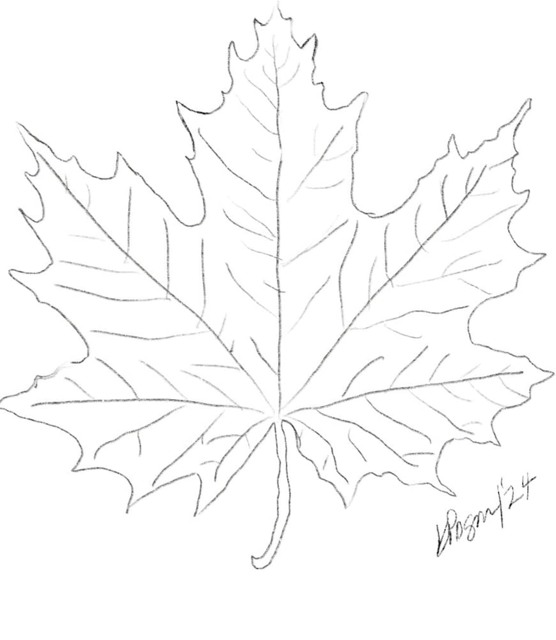 Maple Leaf Line Drawing - Etsy