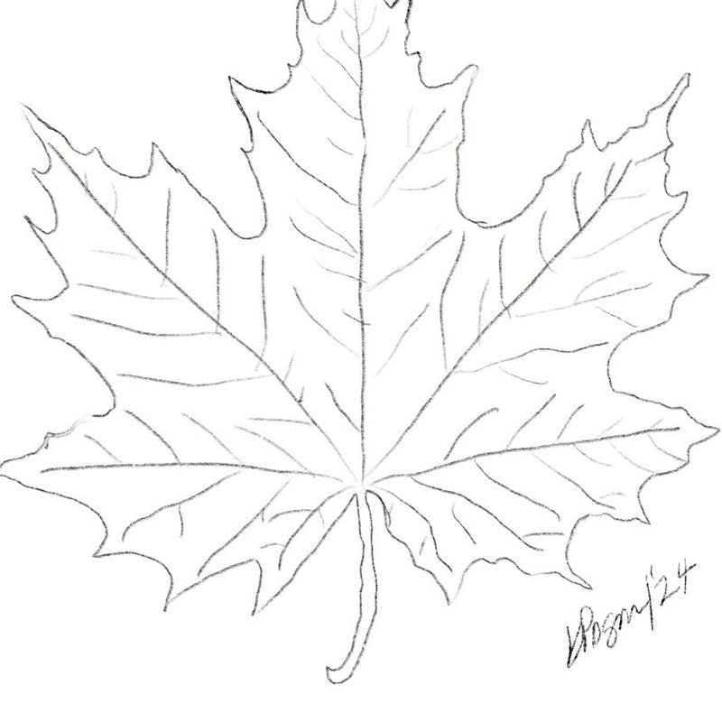 Maple Leaf Line Art - Etsy
