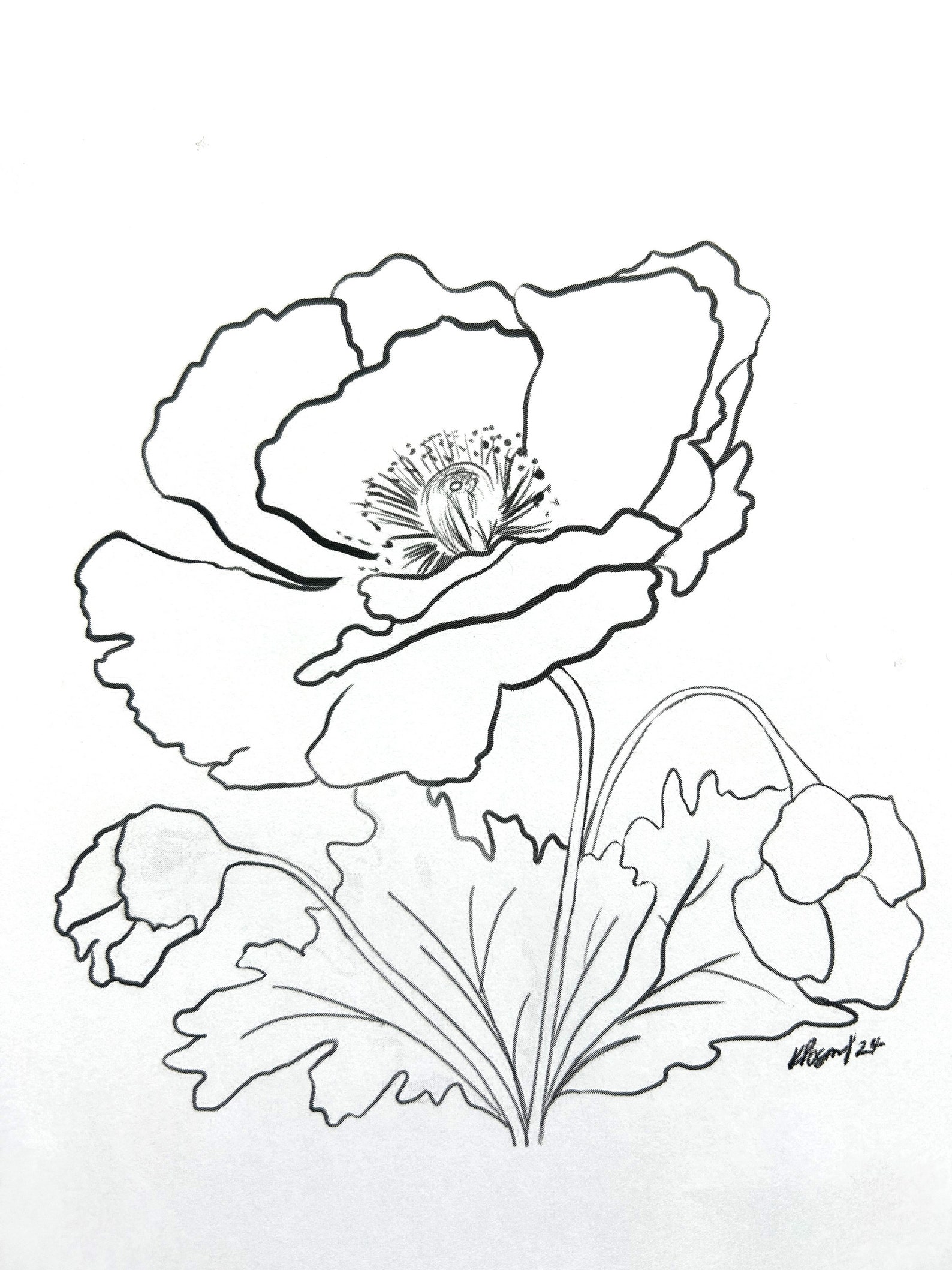 Poppy Line Drawing - Etsy Canada