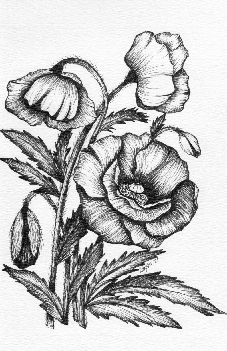 Poppy Pen Sketch Digital Print - Etsy