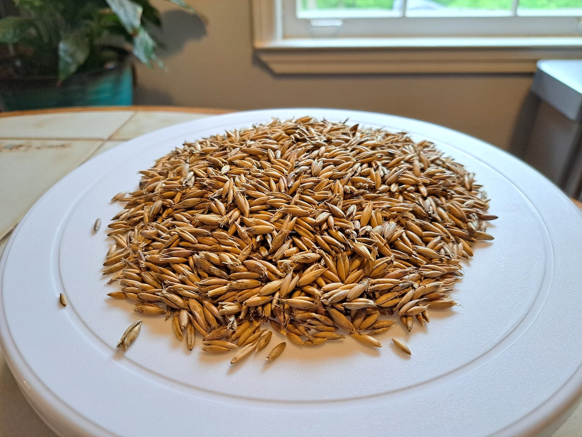 Oats (avena Sativa) - Quick-growing Cool Weather Cover Crop Seeds ...