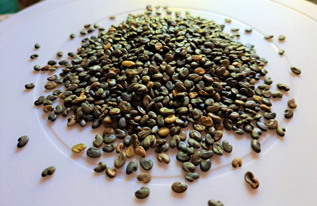 Sunn Hemp (crotalaria Juncea) - Nitrogen-fixing Cover Crop Seeds - Half ...